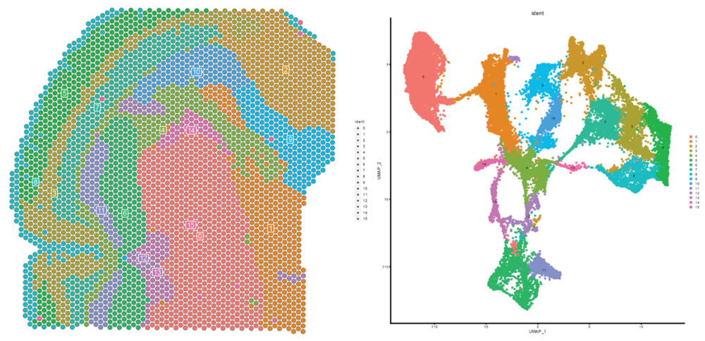 Spatial Transcriptomics : Center for Genetic Medicine: Feinberg School ... Spatial Transcriptomics : Center for Genetic Medicine: Feinberg School ...